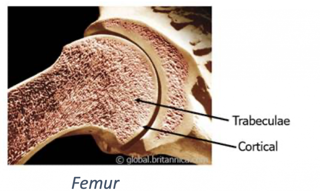 Solid Modeling Association